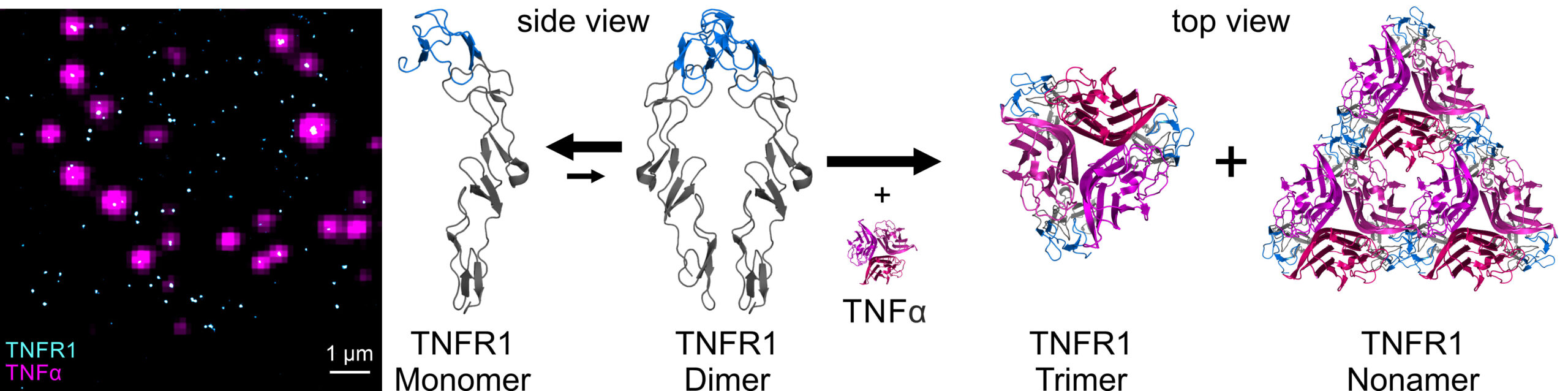 Visualizing Molecular Patterns of Membrane TNF Receptors using single ...